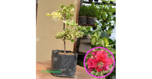 Jual Tanaman Bougenville Merah Variegata Bunga Kertas Web